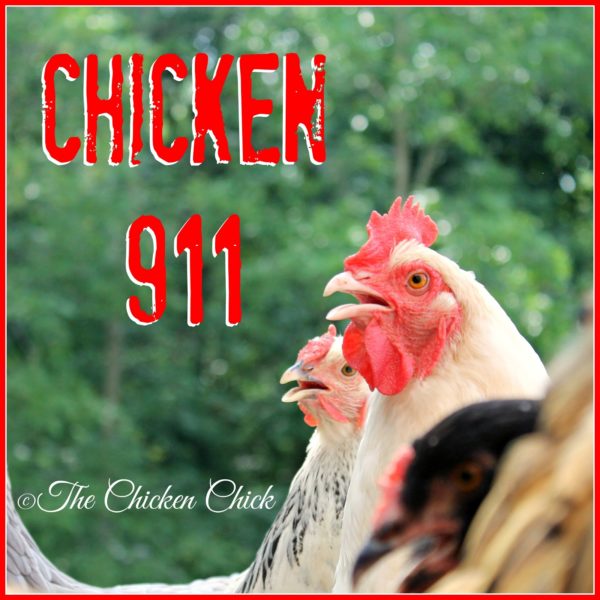 How to Help a Sick Chicken | The Chicken Chick®
