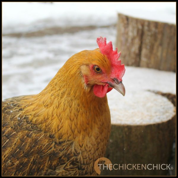 Flock Focus Friday, 3/27/15 | The Chicken Chick®