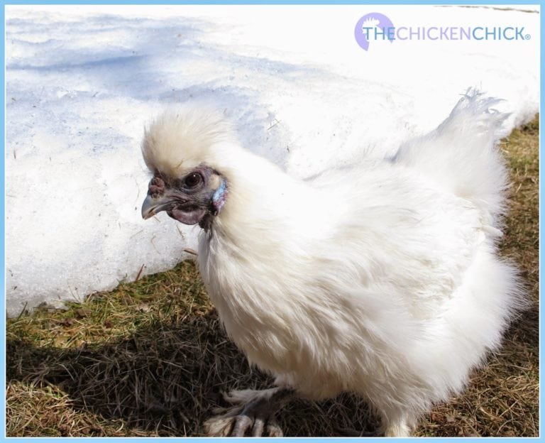 Flock Focus Friday, 3/27/15 | The Chicken Chick®