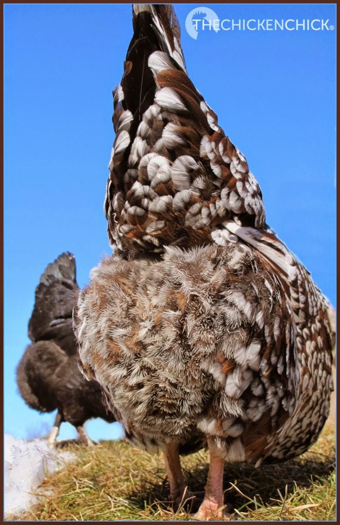 Flock Focus Friday, 3/27/15 | The Chicken Chick®