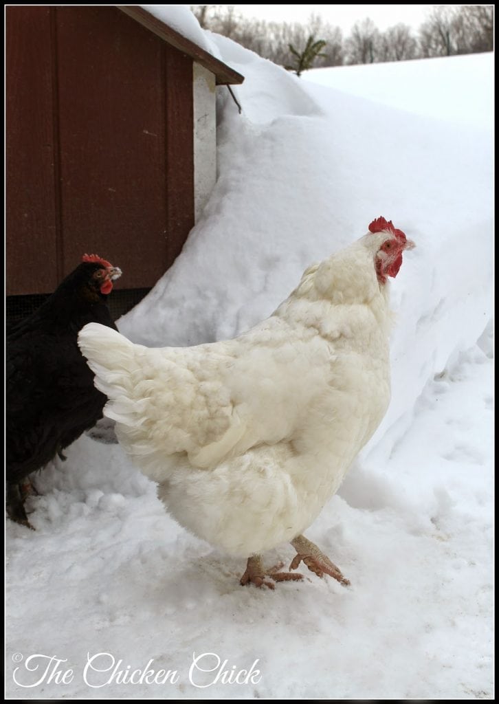 Flock Focus Friday, 3/6/15 | The Chicken Chick®