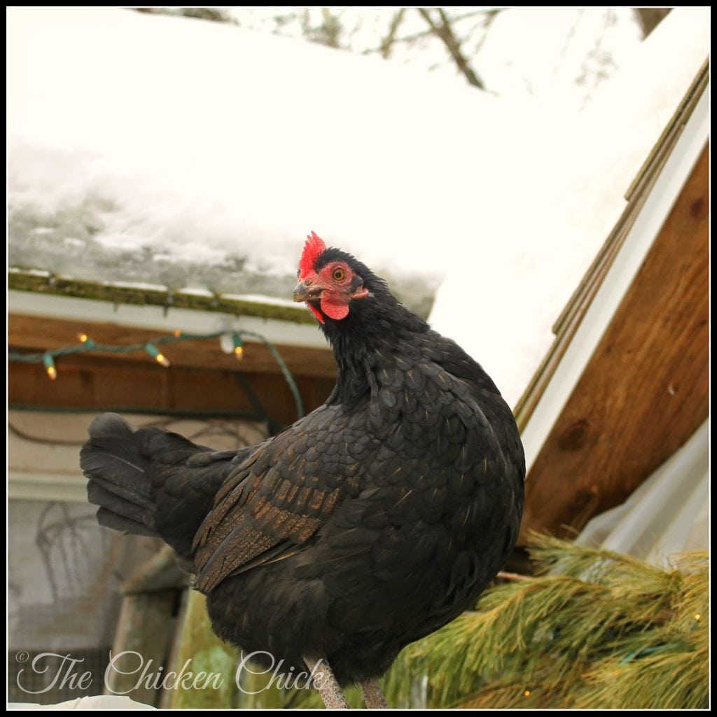 Flock Focus Friday, 3/6/15 | The Chicken Chick®