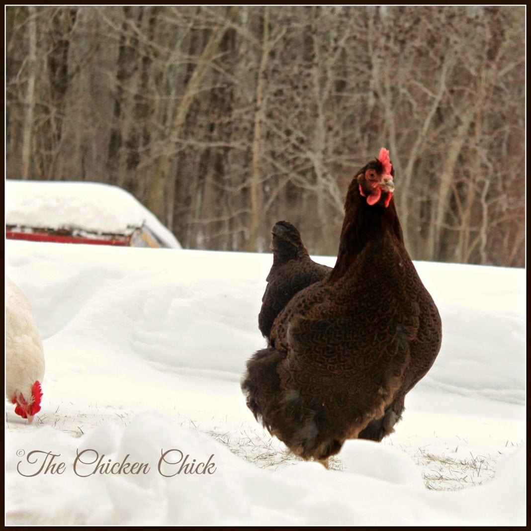 Flock Focus Friday, 3/6/15 | The Chicken Chick®