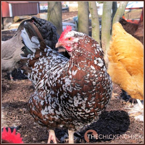 Flock Focus Friday 4/10/15 | The Chicken Chick®