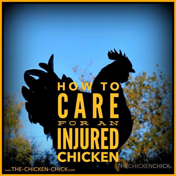 How to Care for an Injured Chicken | The Chicken Chick®