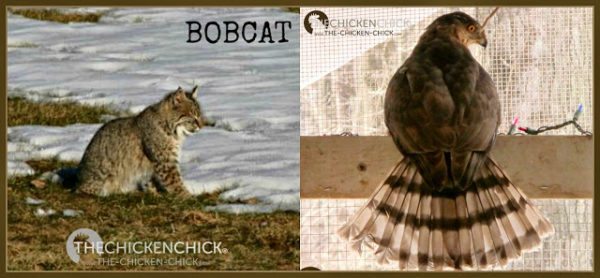 How to Care for an Injured Chicken | The Chicken Chick®