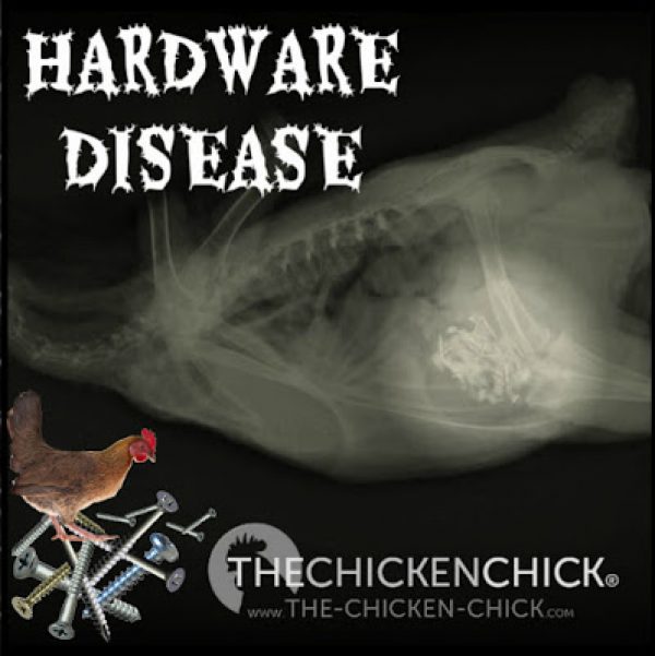 How to Care for an Injured Chicken | The Chicken Chick®