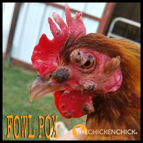 Fowl Pox Prevention & Treatment | The Chicken Chick®