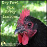 Fowl Pox Prevention & Treatment | The Chicken Chick®
