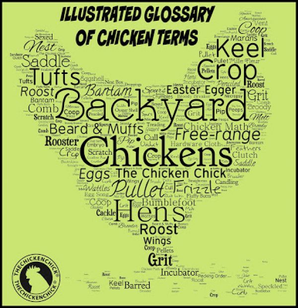 Illustrated Glossary of Essential Chicken Terms