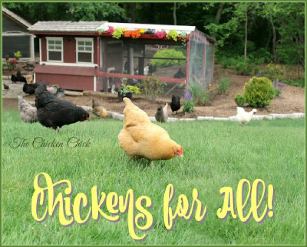 The Chicken Chick®