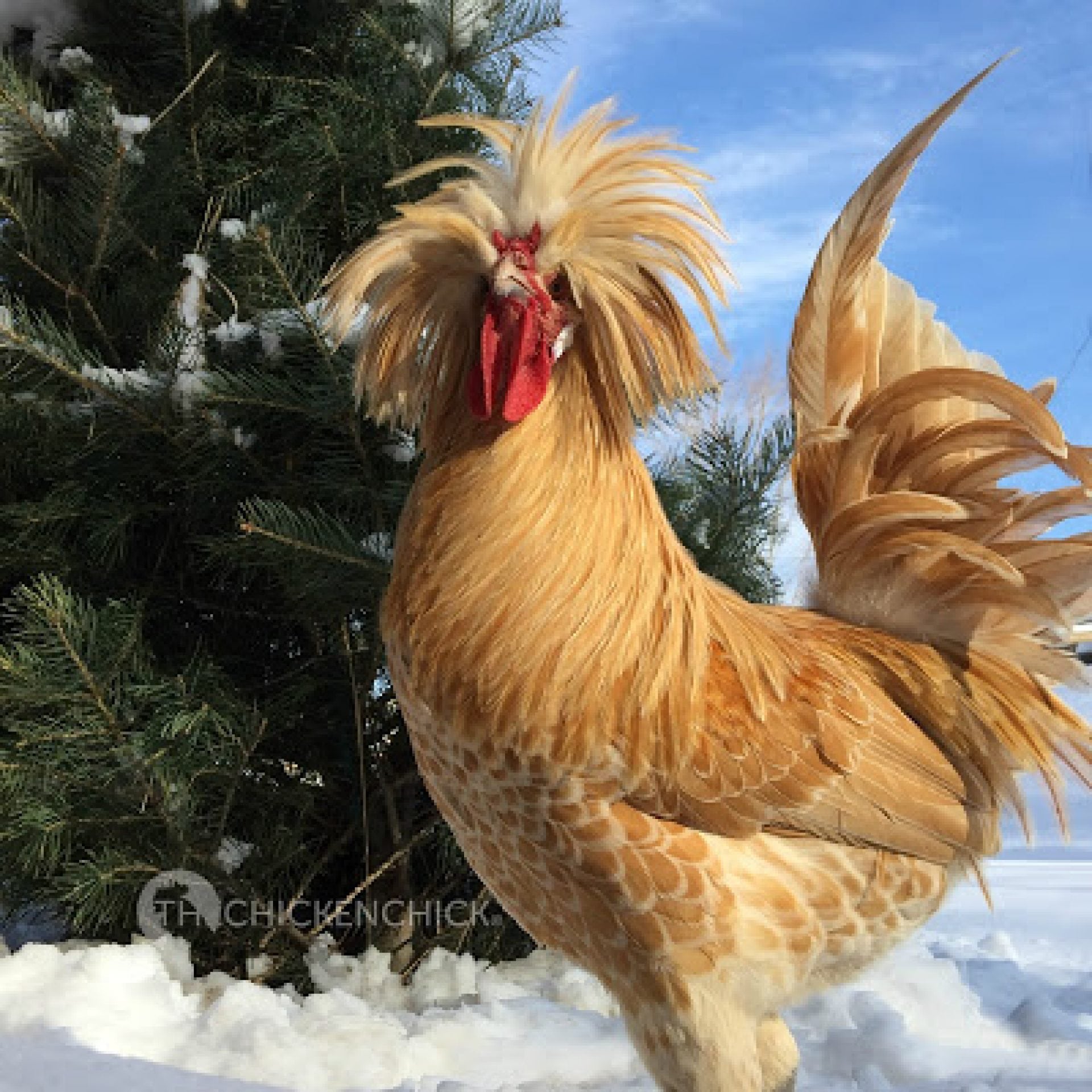 Flock Focus Friday | The Chicken Chick®