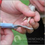 When and How to Trim a Chicken's Nails & Rooster's Spurs
