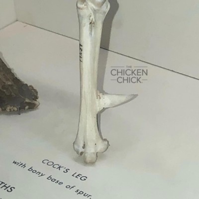 When and How to Trim a Chicken's Nails & Rooster's Spurs