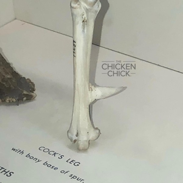 When and How to Trim a Chicken's Nails & Rooster's Spurs