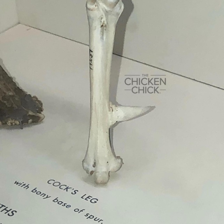 When and How to Trim a Chicken's Nails & Rooster's Spurs