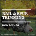When and How to Trim a Chicken's Nails & Rooster's Spurs