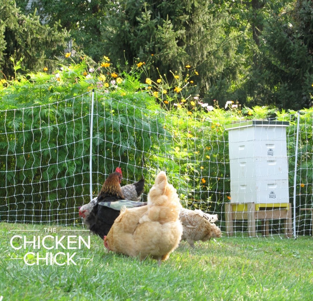 Portable Electric Poultry Netting | The Chicken Chick®
