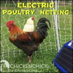 Predators & Pests | The Chicken Chick®
