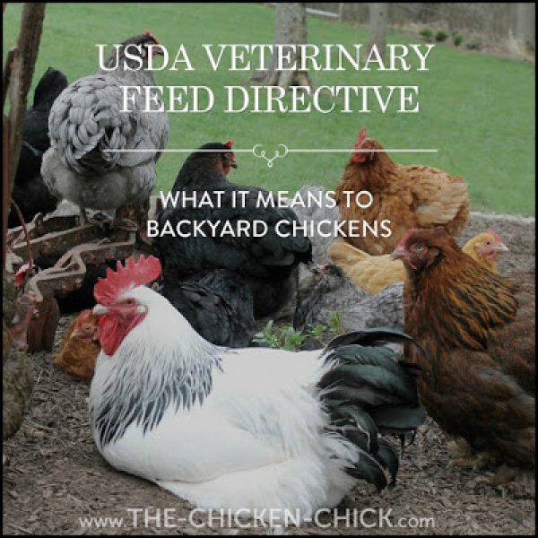 Diet, Feeding & Treats | The Chicken Chick®