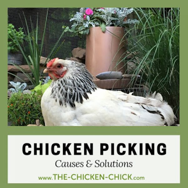 Chicken Picking Causes and Solutions