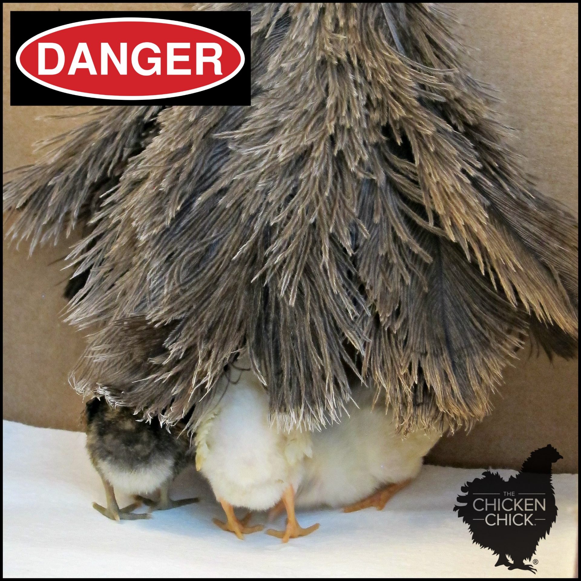 How Feather Dusters are Dangerous to Chicks