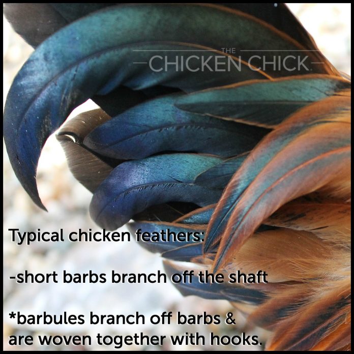How Feather Dusters are Dangerous to Chicks