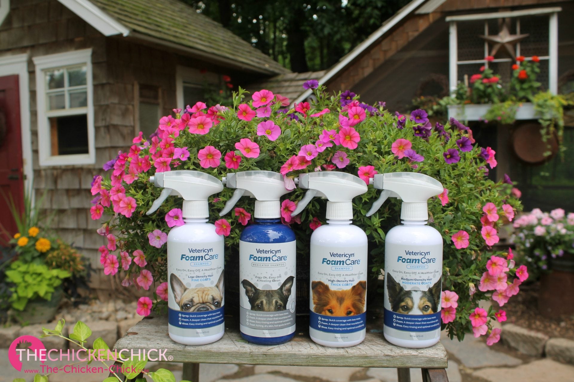 How to Care for an Injured Chicken | The Chicken Chick®