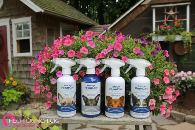 How to Help a Sick Chicken | The Chicken Chick®