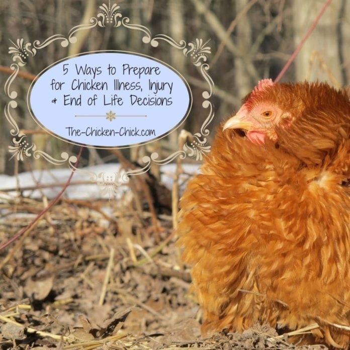 Chicken Care | The Chicken Chick®