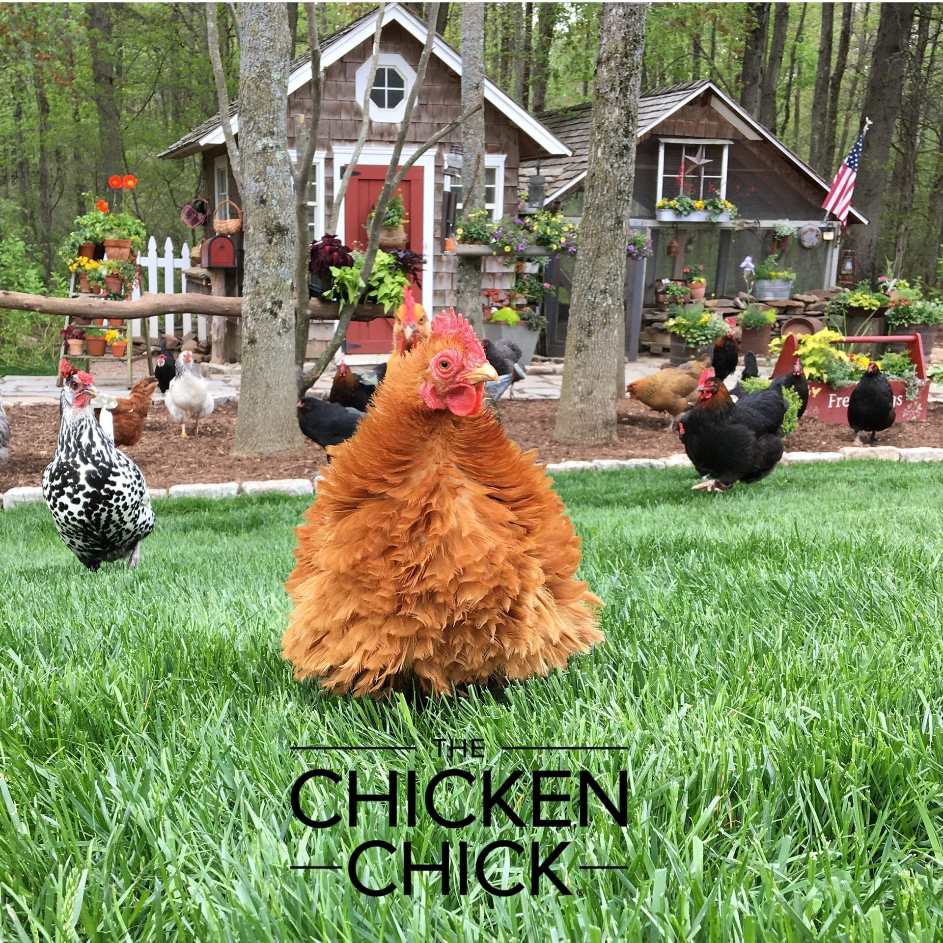 Disclosures | The Chicken Chick®