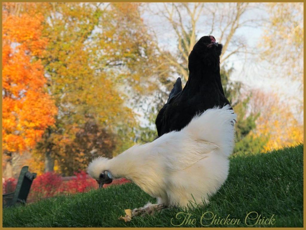 Flock Focus Friday, 11/7/14 | The Chicken Chick®