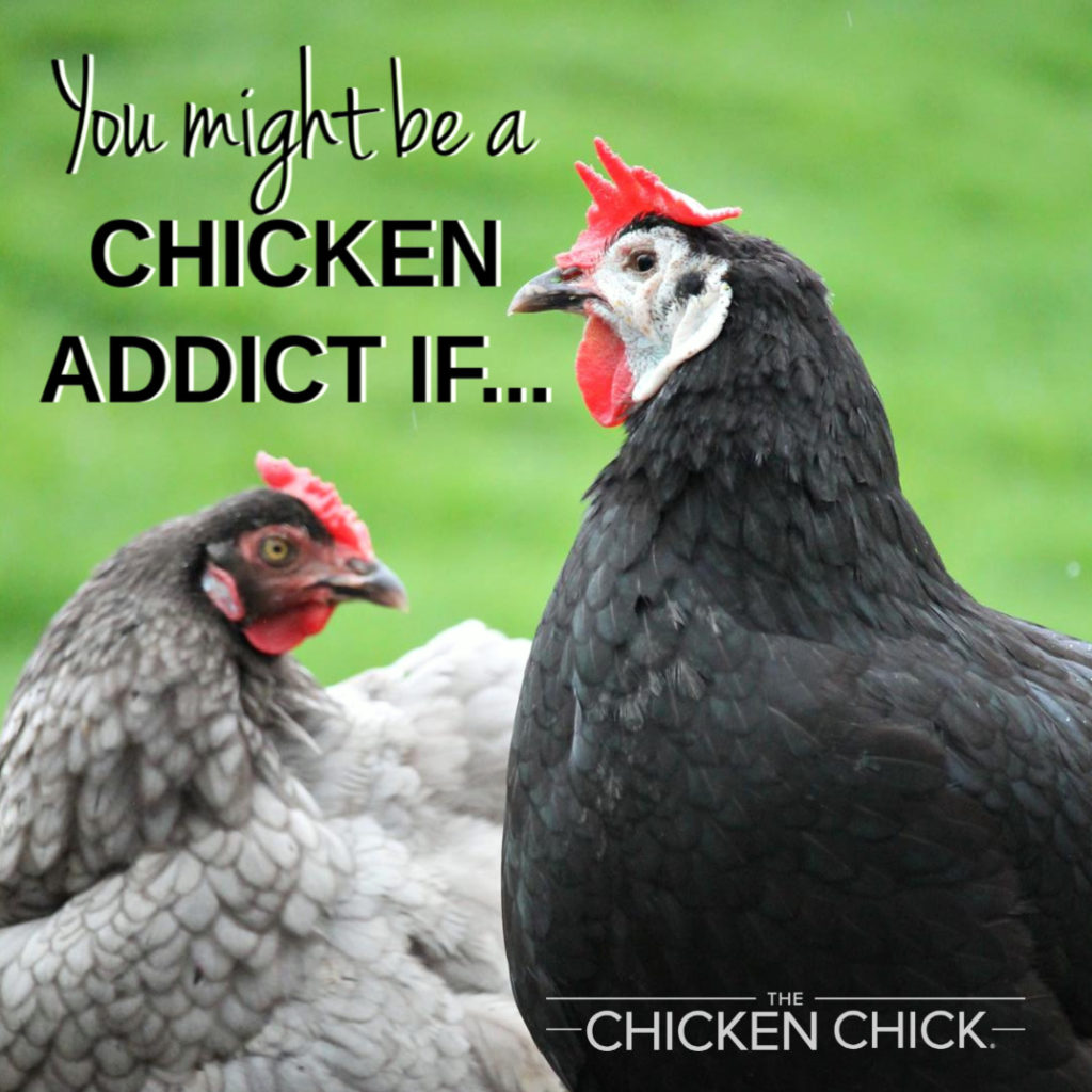 You might be a chicken addict if... | The Chicken Chick®