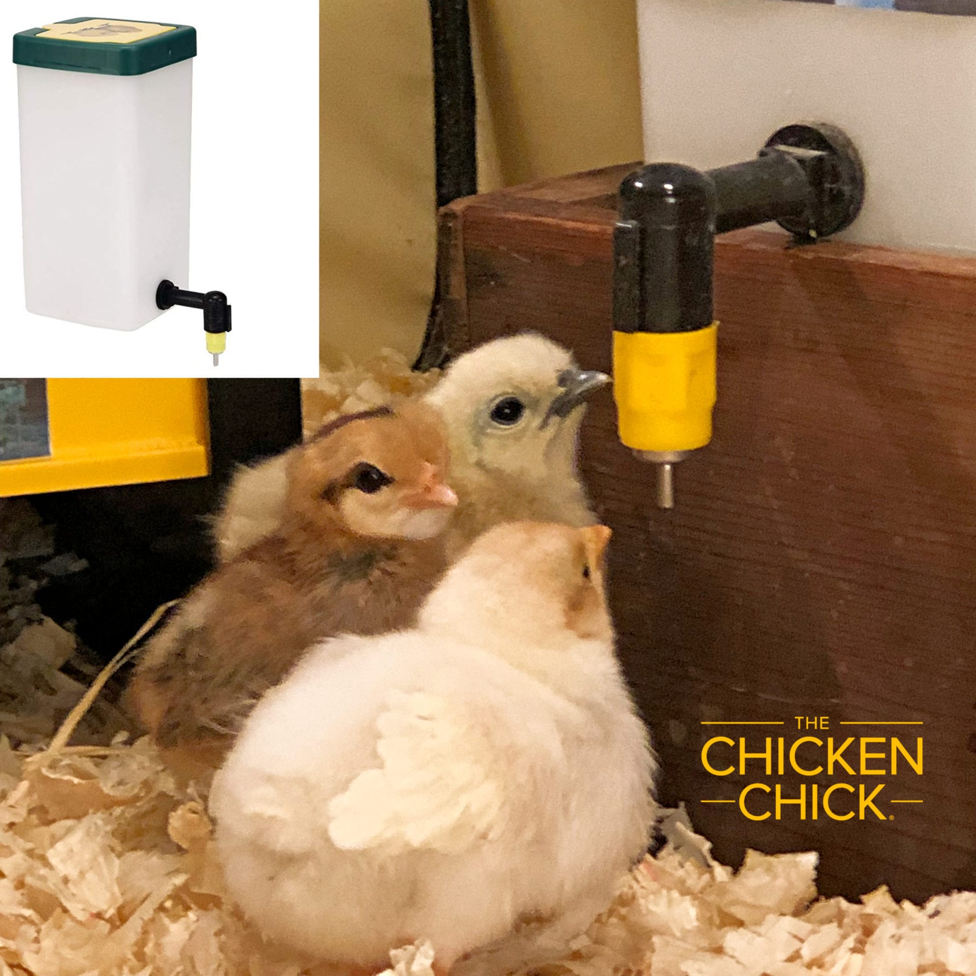 Why Water is Critically Important to Chickens | The Chicken Chick®