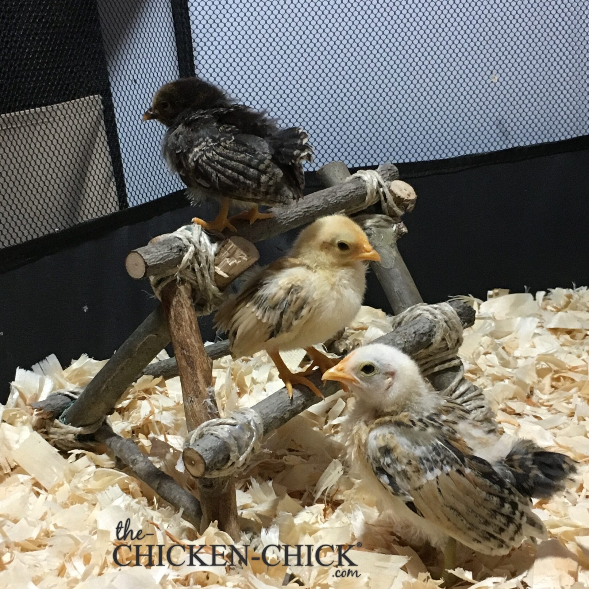 Ultimate Chick Brooder Setup VIDEO | The Chicken Chick®