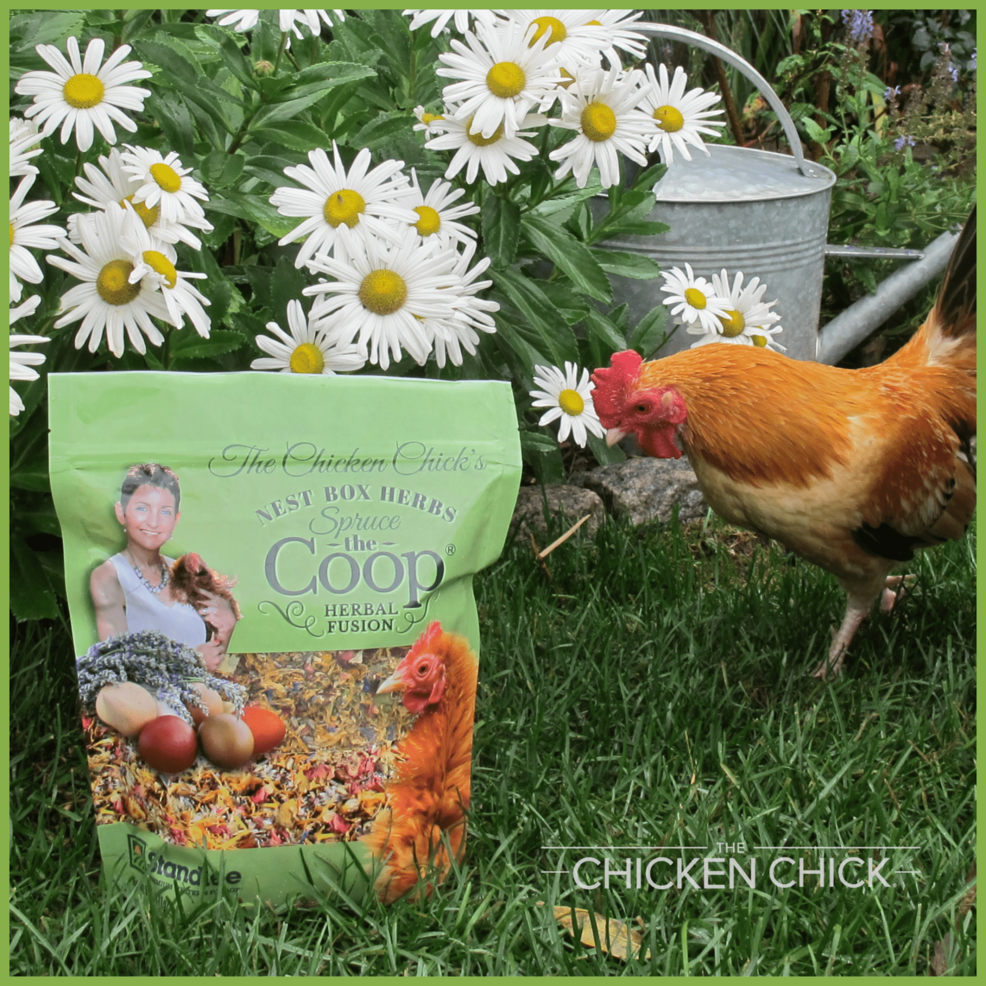 The Right Way to Hold & Handle a Chicken