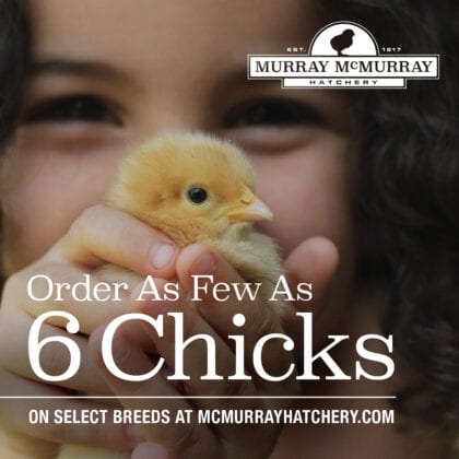How to Humanely Euthanize a Chicken | The Chicken Chick®