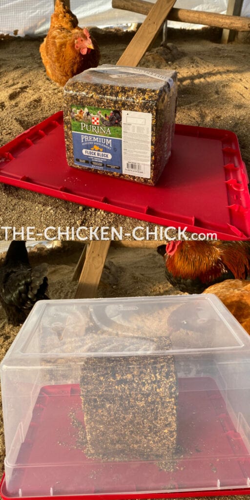 20+ Winter Boredom Busters for Backyard Chickens! | The Chicken Chick®