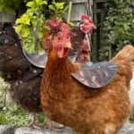 The Chicken Chick's Hen Mating Saddle® | The Chicken Chick®
