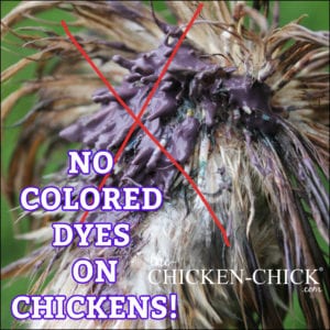 How to Care for an Injured Chicken | The Chicken Chick®