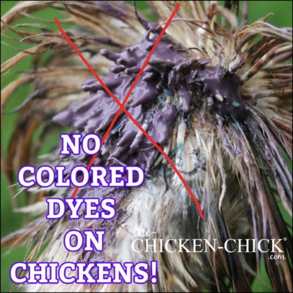 How to Care for an Injured Chicken | The Chicken Chick®