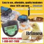 Chicken Anatomy: The Crop | Impacted Crop and Sour Crop