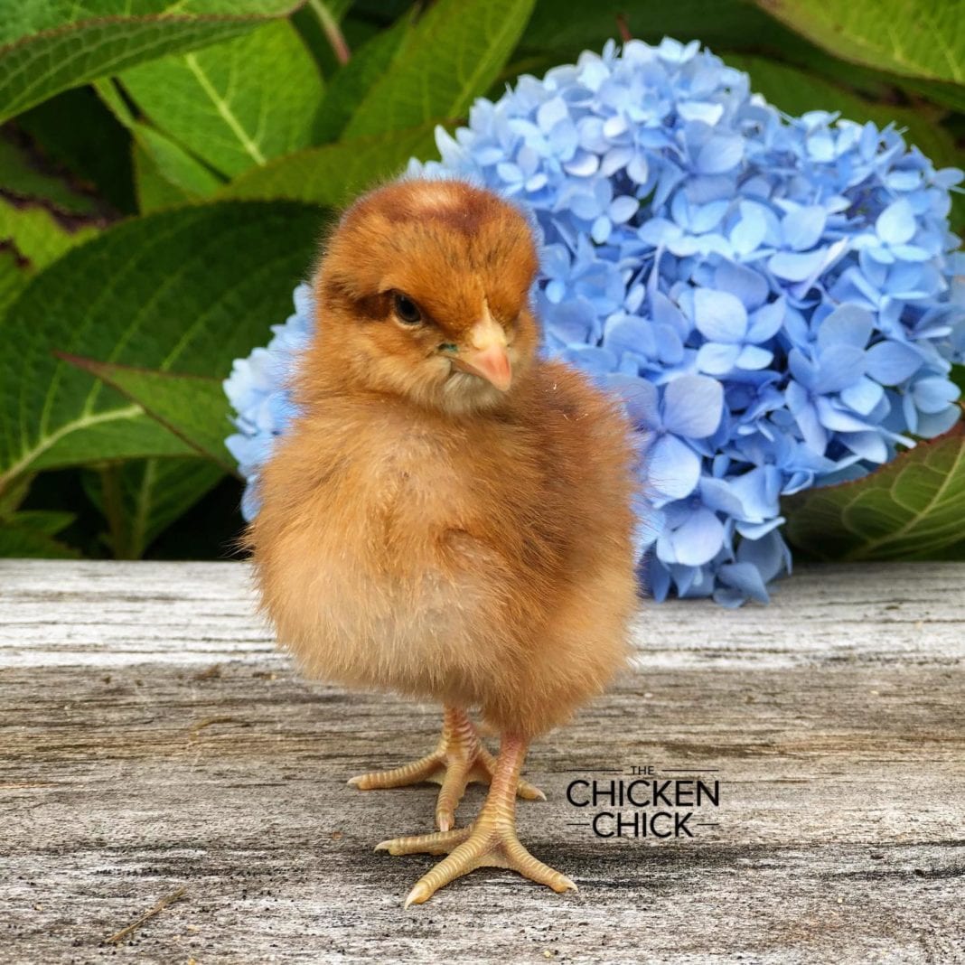 The Complete Chick Care Guide | The Chicken Chick®