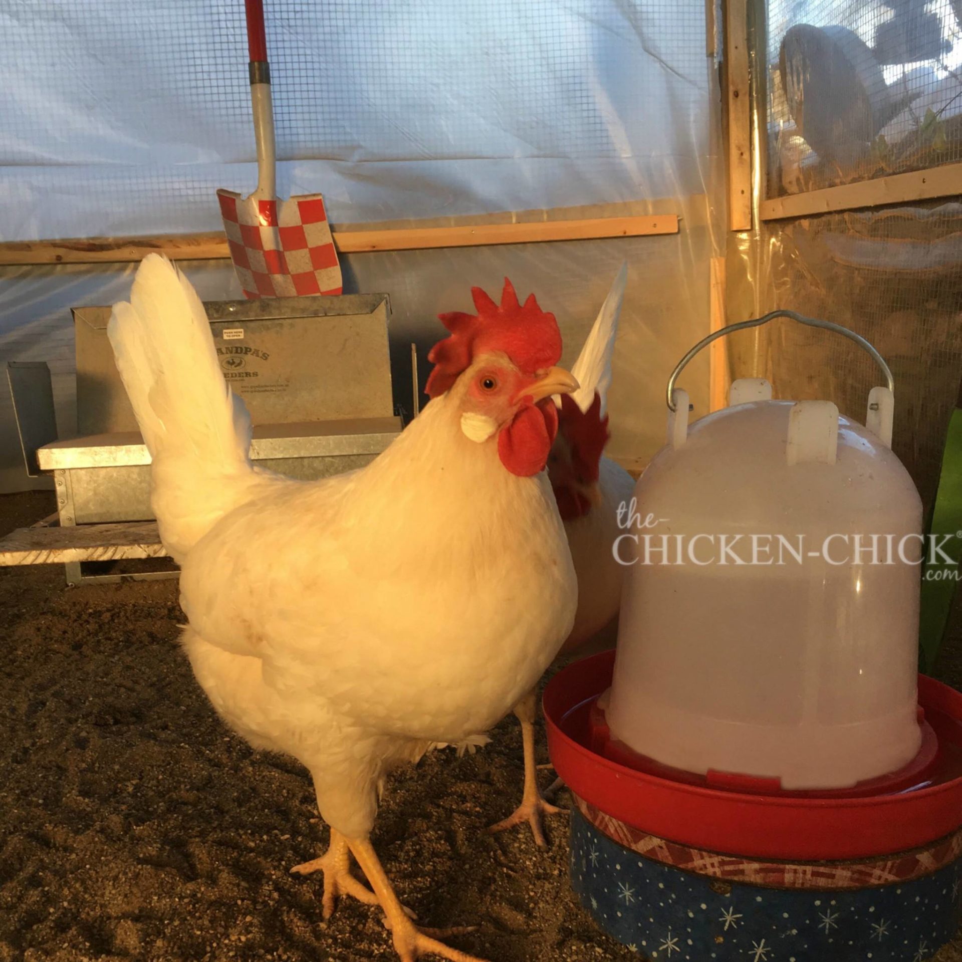 Make a Cookie Tin Waterer Heater. Under $10, & 10 minutes!