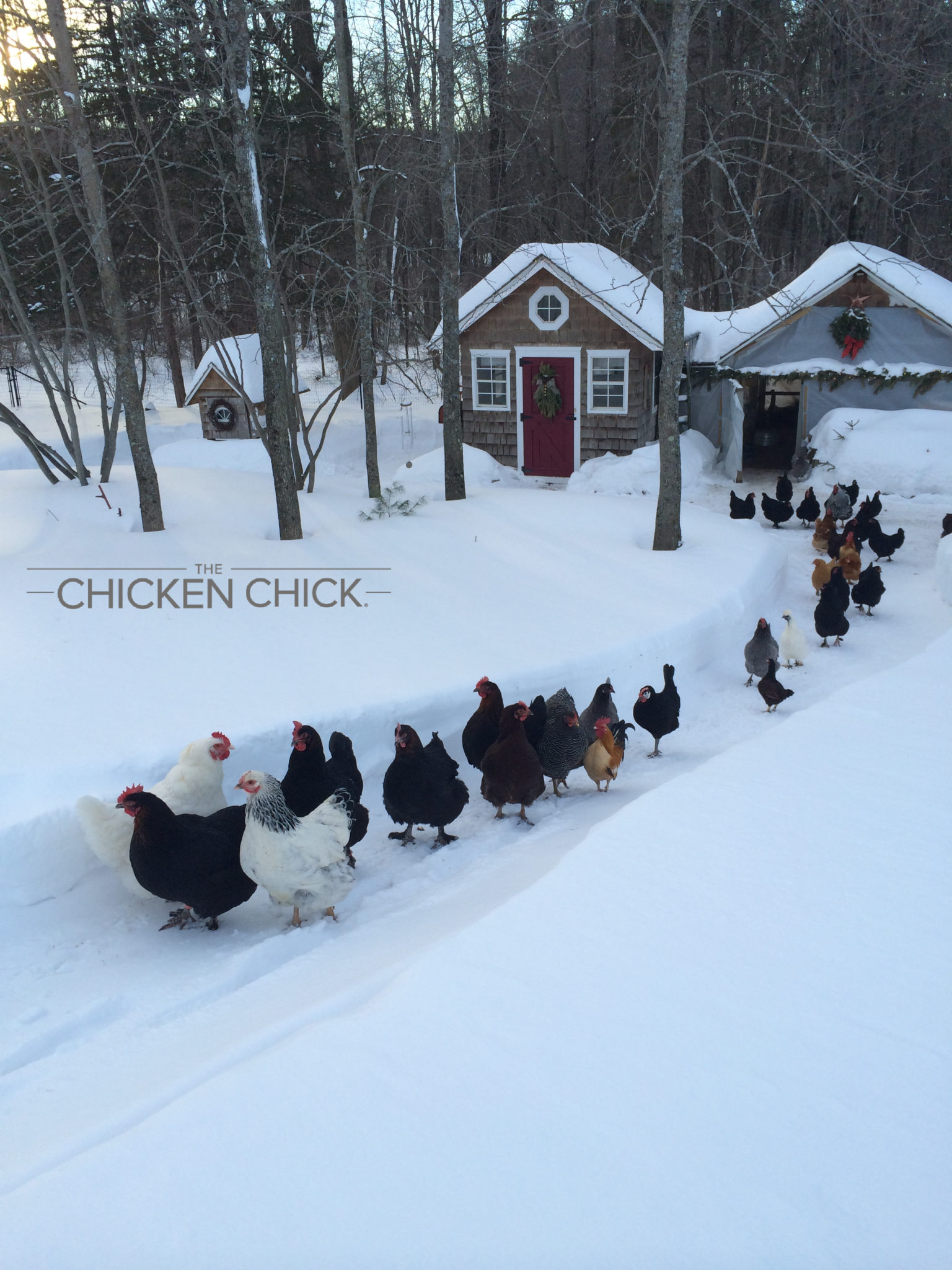Surviving Winter with Chickens | The Chicken Chick®