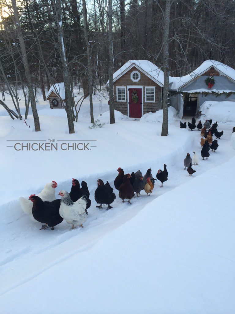 Surviving Winter with Chickens | The Chicken Chick®