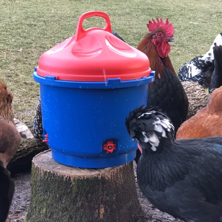 15+ Tips to Control Rodents Around Chicken Coops | The Chicken Chick®