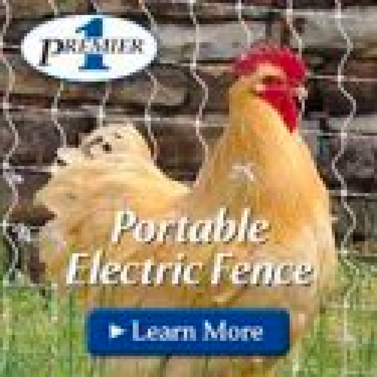 How to Humanely Euthanize a Chicken | The Chicken Chick®