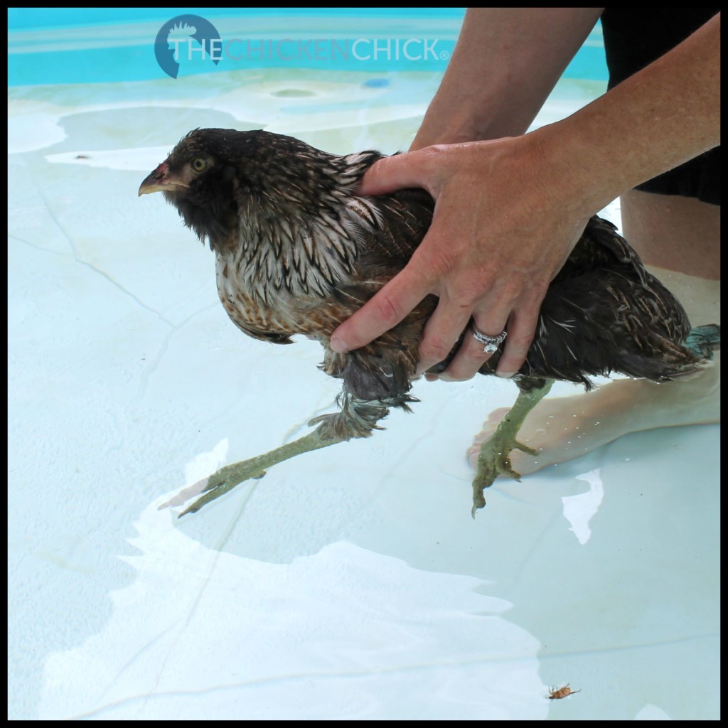 Beating the Heat: Helping Your Chickens Survive High Temps