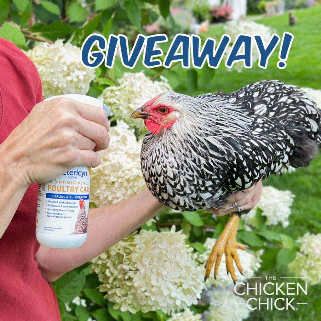 How to Help a Sick Chicken | The Chicken Chick®